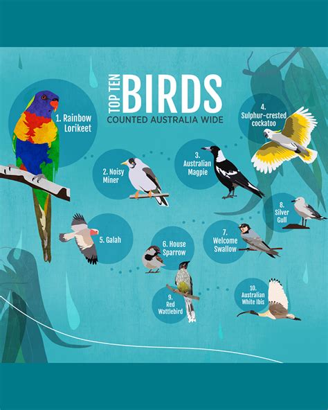 Results Aussie Bird Count