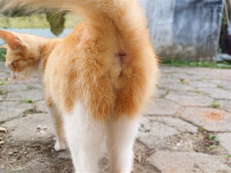How To Clean Cat Butt Easy Tips For A Fresh Feline
