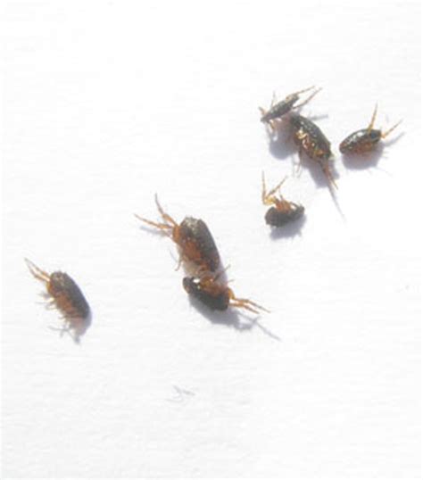 RHS Hygiène Service Pest Control puces désinsectisation et traitement