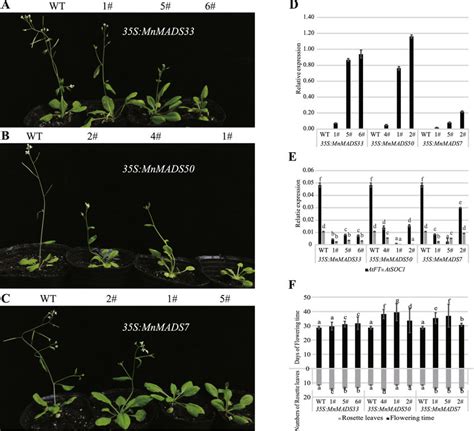 Phenotypes Of The Wild Type And Transgenic Arabidopsis Thaliana Plants