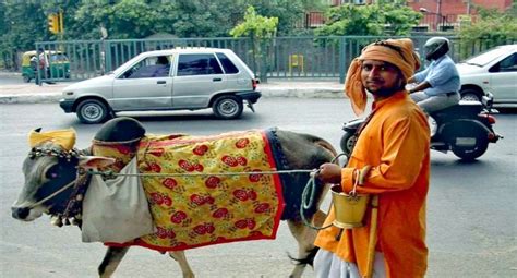 Haryana Bjp Govt Implements Anti Cow Slaughter Law With Provision Of
