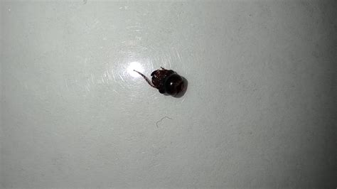 What Is This Found On A Plush Toy R Bugsarefuckingstupid