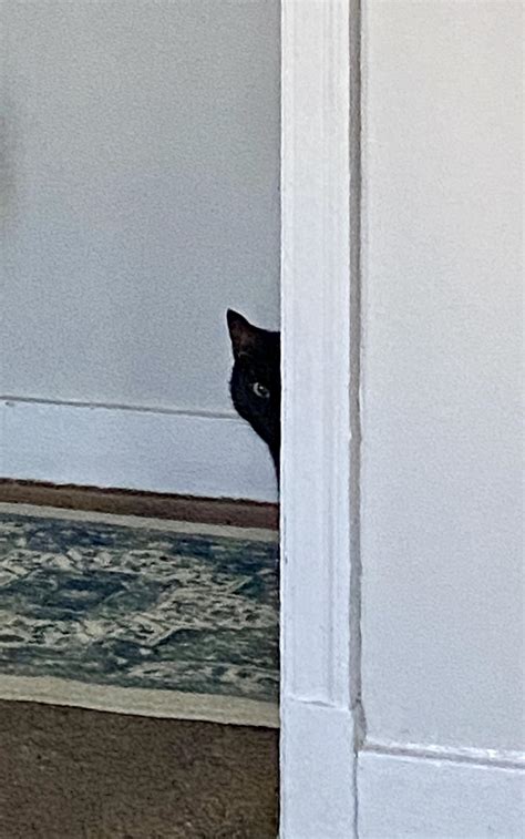 Plotting My Death R Cats