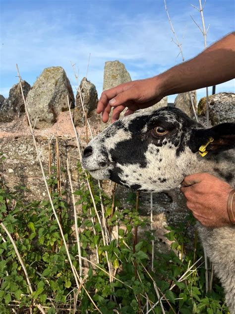 The Risks Of Haemonchus Contortus In Sheep Cheshire Farm Vets
