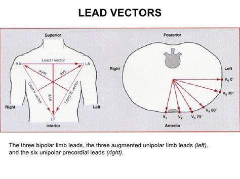 Ecg Vectors At Getdrawings Free Download