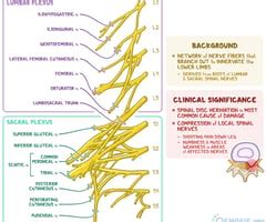 Lecture The Lumbar And Sacral Plexus Flashcards Quizlet
