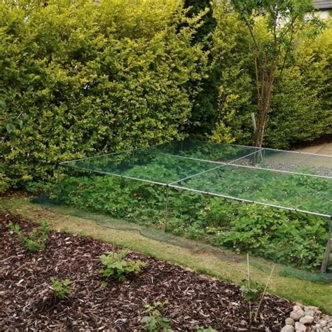 Green Bird Netting For Crops And Plants Gardening Naturally