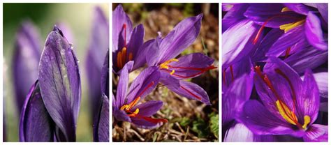Saffron Harvesting Luxeat