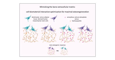 Mimicking The Bone Extracellular Matrix Through A Calcium Phosphate Containing Thiol Ene Cross