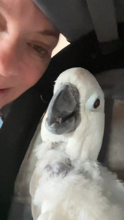 Scared Cockatoo Hides From The Vet Cockatoos Parrots Parrot Birds