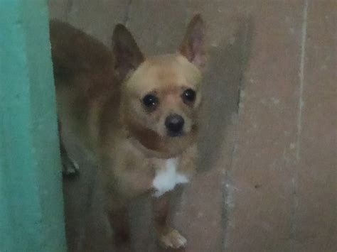 Админ Очень срочно Выложи пожалуйста Собака маленькая мальчик Сегодня целый день бегает по