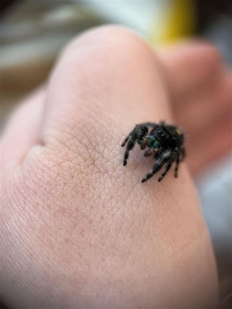 Caught This Bro Sippin R Spiderbro