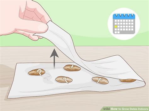 Easy Ways To Grow Dates Indoors 14 Steps With Pictures