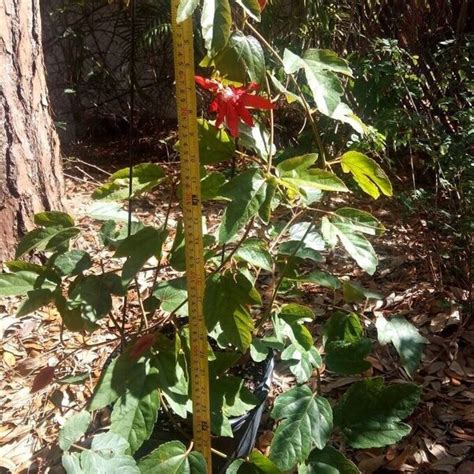 Passion Flower Vine Etsy