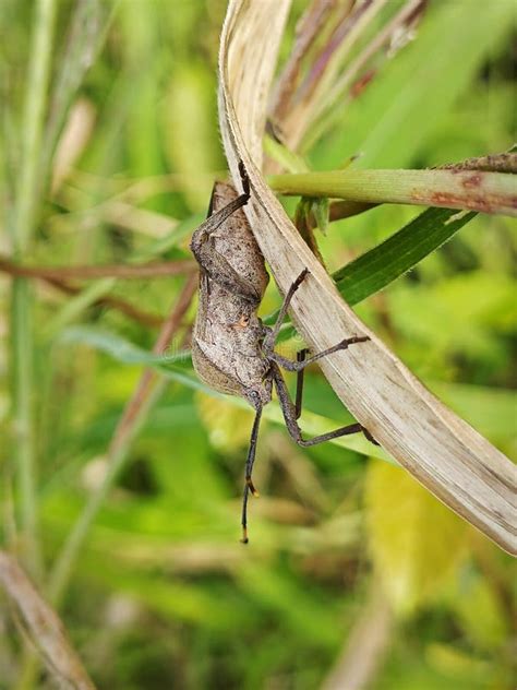 Coreid Leaf Footed Bug Climbing On The Creeping Weed Plant Stock Image Image Of Garden