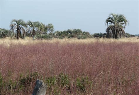 Temperate Grassland Grasslandheadsmashedinbuffalo Temperate Grassland