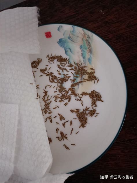 自制蒲公英酒和苹果酒 知乎