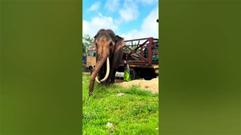 සද්ධන්ත කුලේ කැළණි ගං මිටියාවතේ තේජවන්තයා 🐘🩷🖤💫💫 Youtube