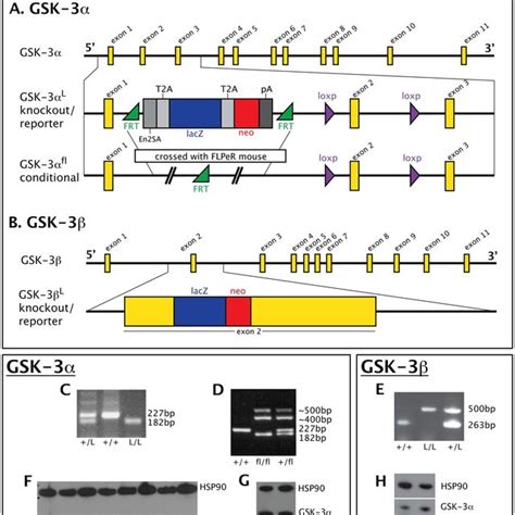 Gsk 3a And Gsk 3b Lacz Reporter Expression In The Palate Was Visualized