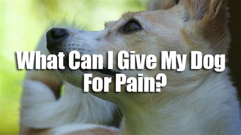 What Can I Give My Dog For Pain Pet Consider