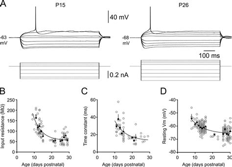 Postnatal Development Of The Subthreshold Membrane Properties Of Layer Download Scientific