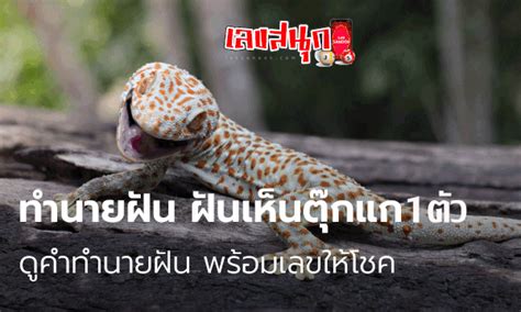 ฝันเห็นตุ๊กแก1ตัว คำทำนายฝันหมายความว่าอย่างไร พร้อมเลขเด็ด