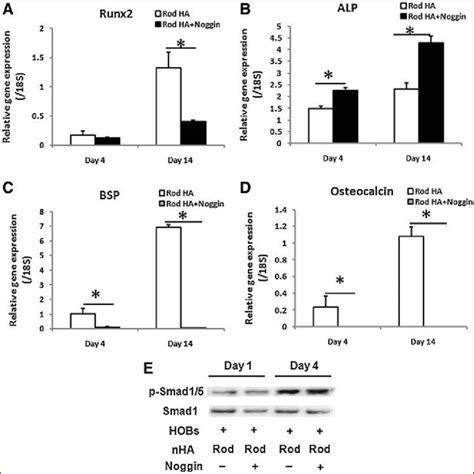Effects Of BMP2 Inhibition On Osteogenic Gene Expression And Smad1 5