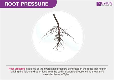 Root Pressure Introduction And Causes Of Root Pressure In Plants