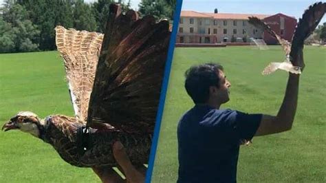 New Mexico Dead Birds Become Drones For Study And Spying Futuro