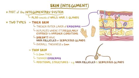Layers Of Epidermis Histology