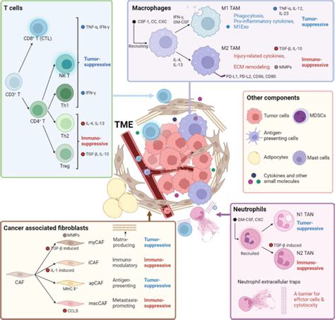 胰腺癌的免疫抑制、免疫逃逸和免疫治疗：聚焦于肿瘤微环境 Cellular Oncology X Mol