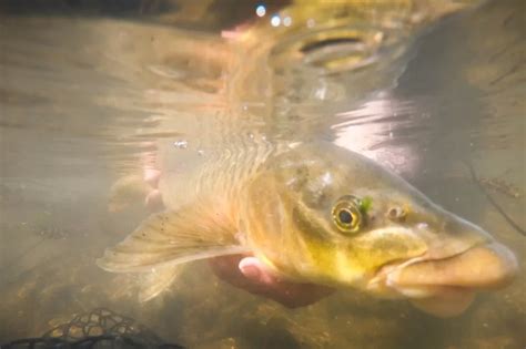 Vaal River Smallmouth Yellowfish Day Experience Stream And Sea