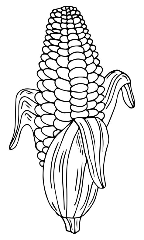 Premium Vector Corn Outline Vector Isolated On White Background