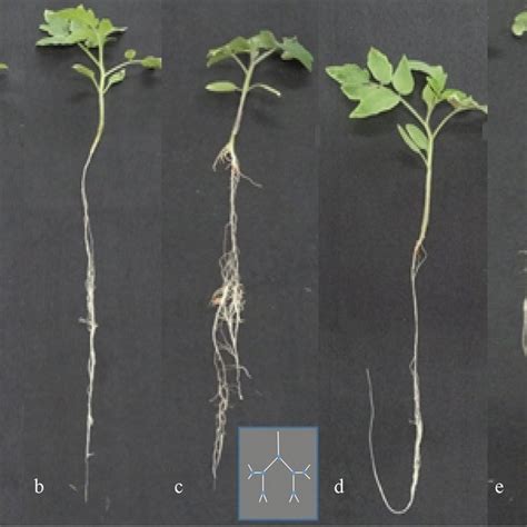 Enterobacter Hormaechei As Plant Growth Promoting Bacteria For
