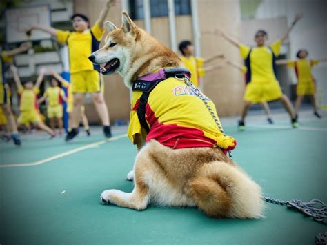 萌總柴上學趣新北市109年校園犬貓影片網路票選活動 新北市109年校園犬貓影片網路票選活動