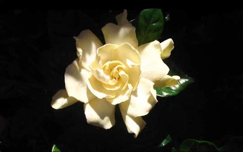 Flower Meanings Gardenia Symbolic Meaning On Whats Your Sign