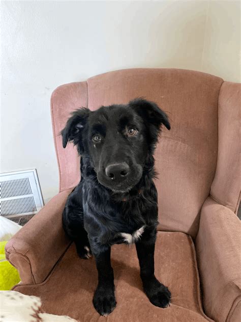 Dog For Adoption Vader Looking For Foster Or Foster To Adopt A