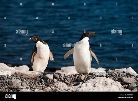 Adelie Penguins Pygoscelis Adeliae Paulet Island Erebus And Terror