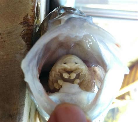 カイワリを釣ったらウオノエのチェックを忘れずに 焼 やぁづ 津で旨いものを食べる 楽天ブログ