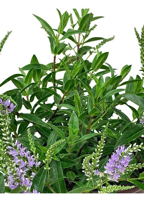 Hebe Blue Mist The Garden Corner