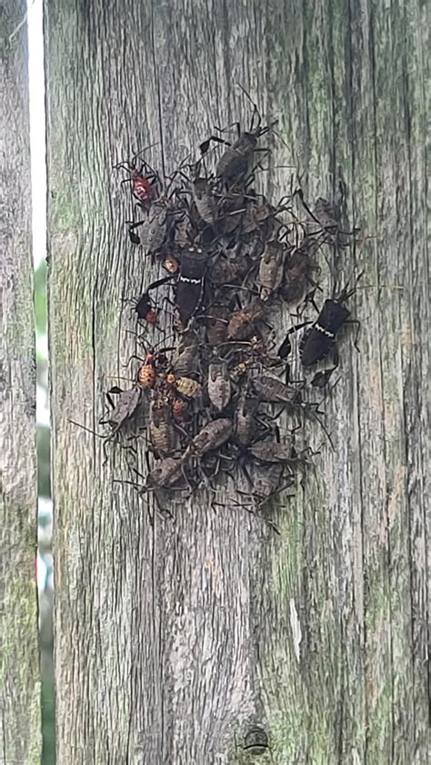 What Kind Of Stink Bugs Whatre They Doing R Whatsthisbug