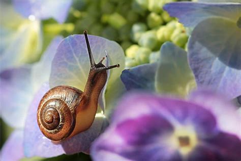 4,000+ Free Snail Pictures and Images in HD