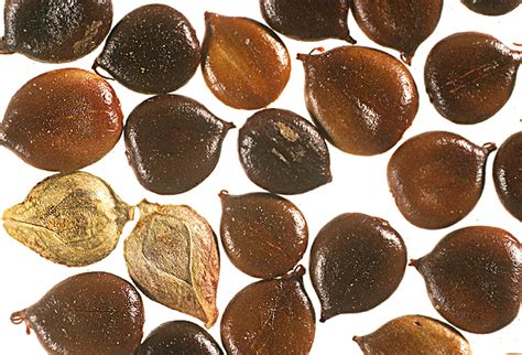 Polygonum Lapathifolium L Seeds