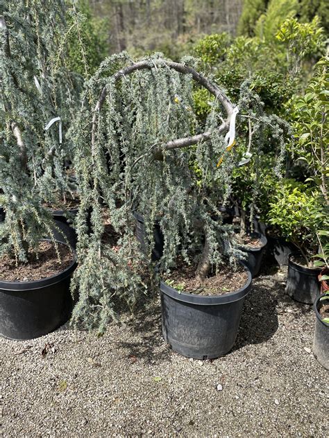 Dwarf Weeping Blue Atlas Cedar