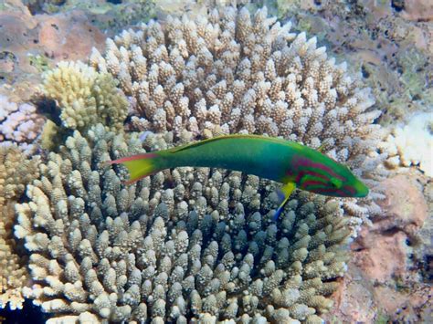 Thalassoma Lutescens Yellow Brown Wrasse Snorkeling Report