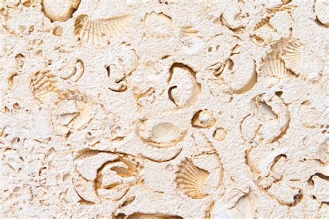 Limestone Fossils Photograph By Jim Pruitt Fine Art America