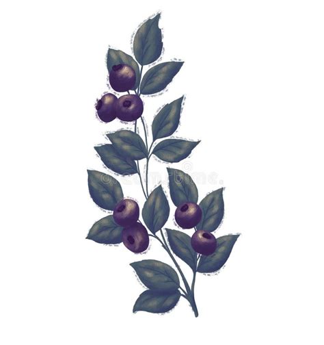 Blueberry Branch With Leaves And Berries Watercolor Stock Illustration
