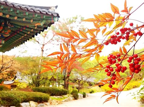 大自然 树 叶子 Pixabay上的免费照片 Pixabay