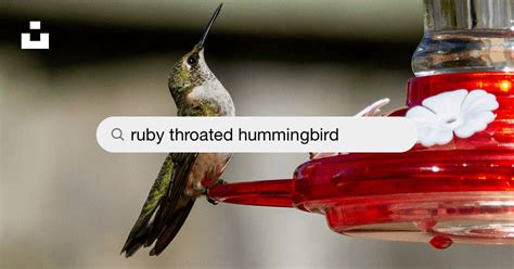 Ruby Throated Hummingbird Pictures Download Free Images On Unsplash