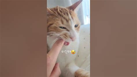 냥이 수염으로장난치다가 응징당한 집사 Cat 고양이 ねこ Youtube